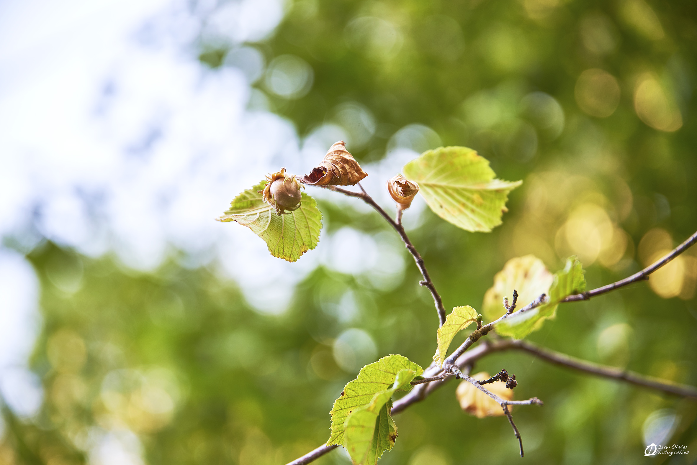 Fiche cueillette – Corylus avellana – Noisetier commun – Gratteron et ...